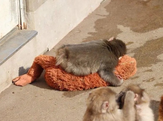 Sad reason why Punch, the viral baby monkey, always carries his stuffed ...