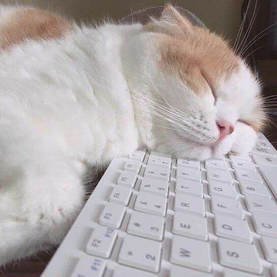 Hilariously cute cats who nap in odd spots