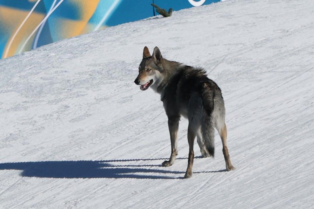 Wolf-dog interrupts Winter Olympics cross country qualifiers