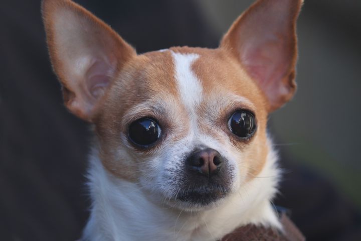 Dogs that fit an adults-only home