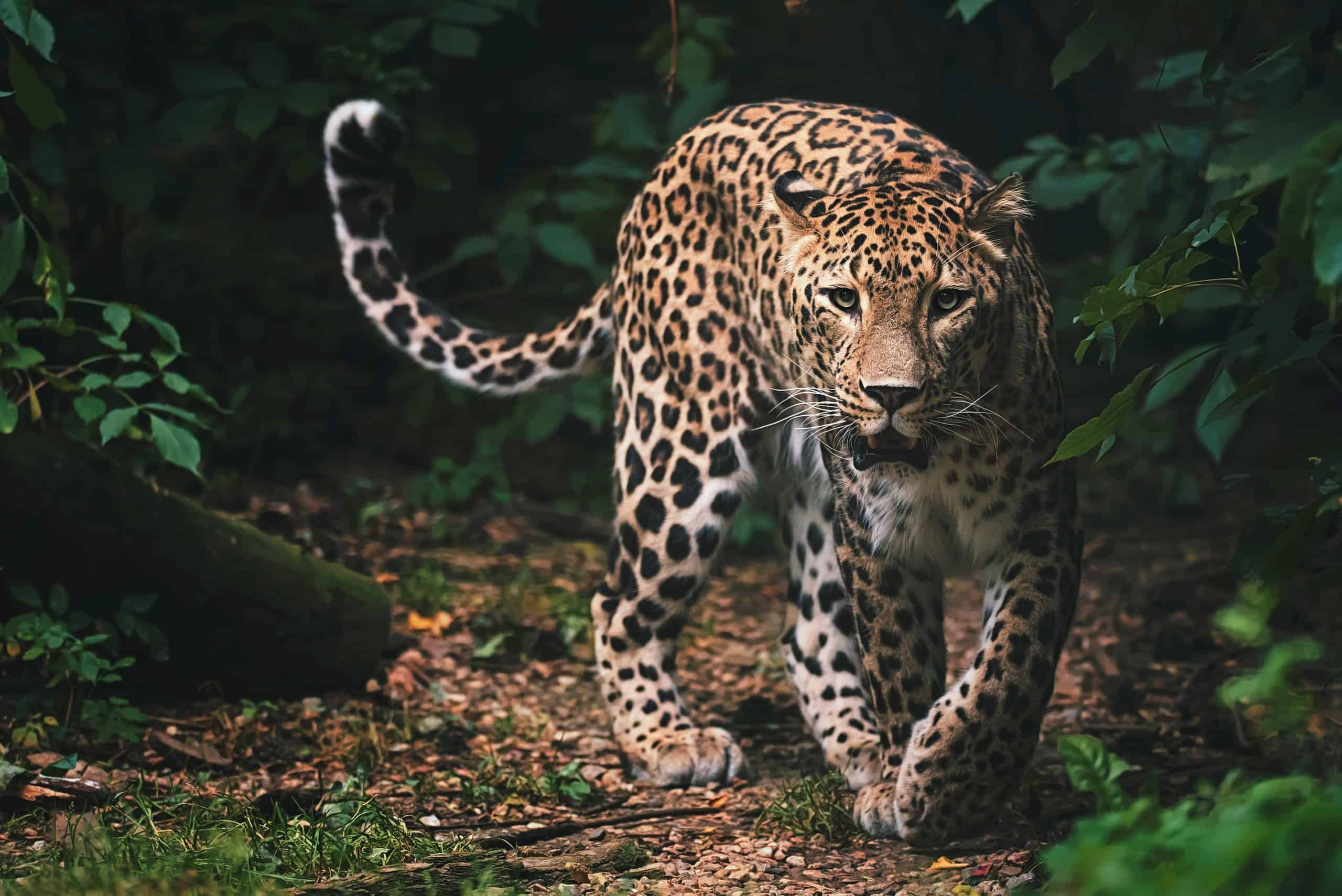 Meet the giants of the big cat world