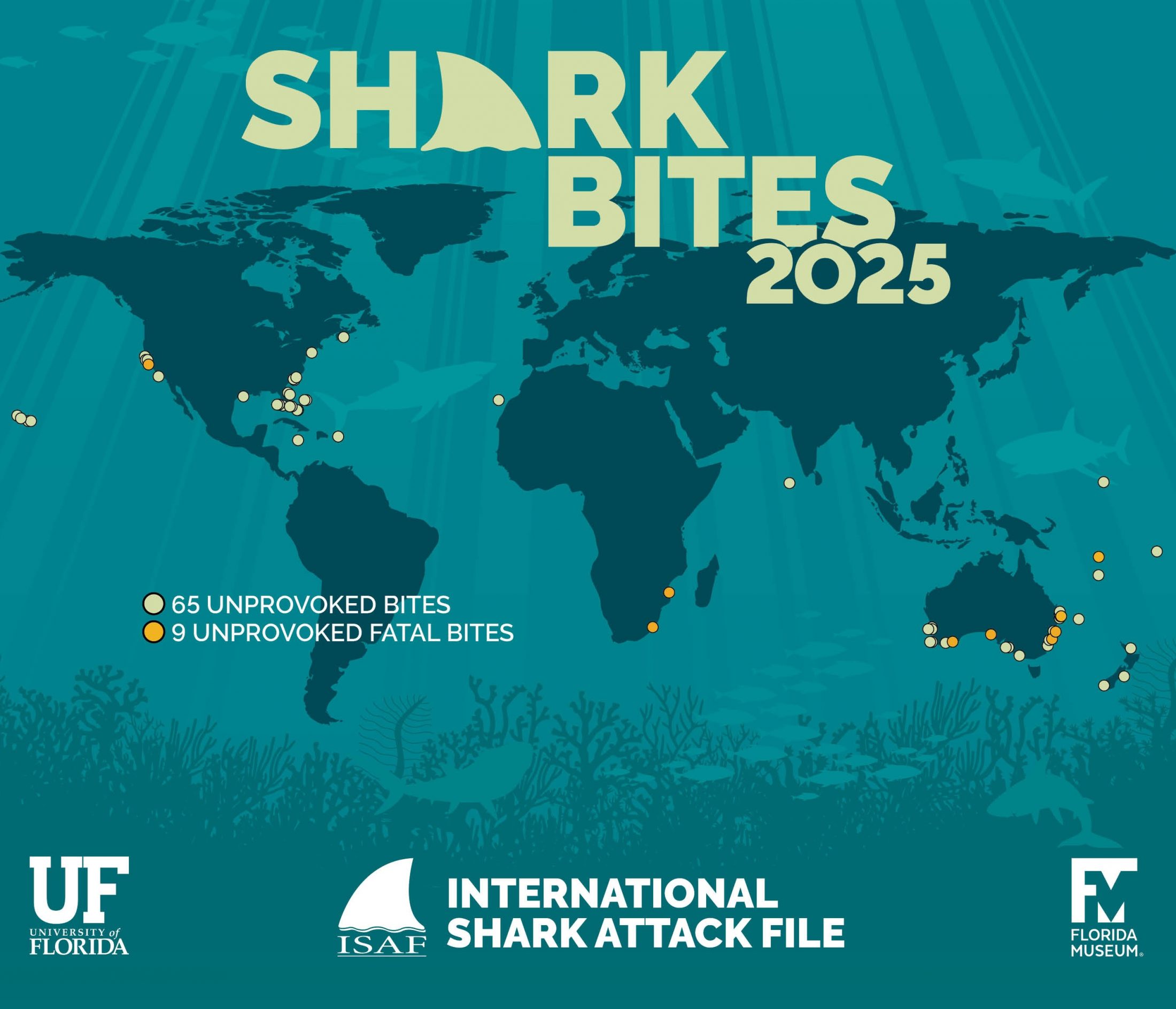 Global shark bites return to average in 2025, with a smaller proportion ...