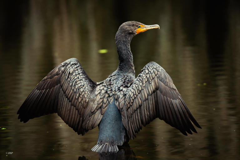 Texas wildlife officials warn of bird flu detections in Amarillo and ...