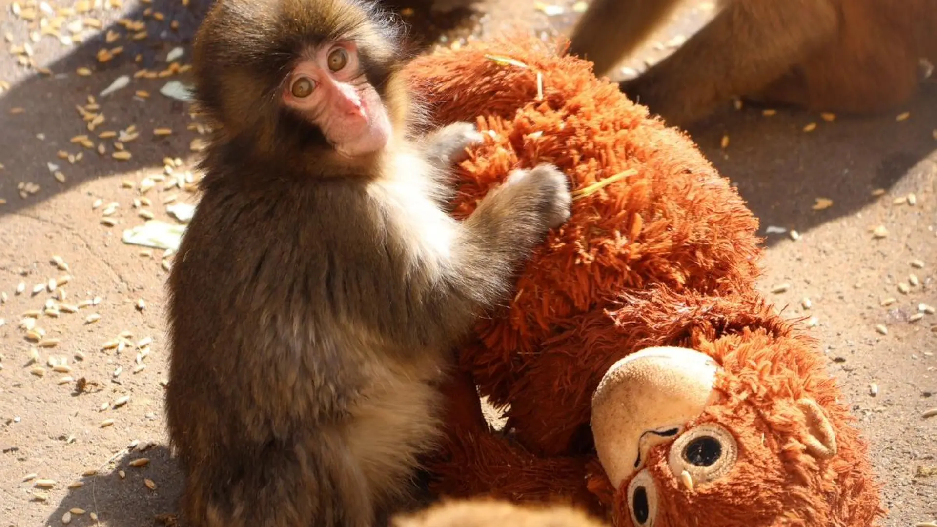 Los animalistas de PETA piden trasladar a un santuario al mono viral ...
