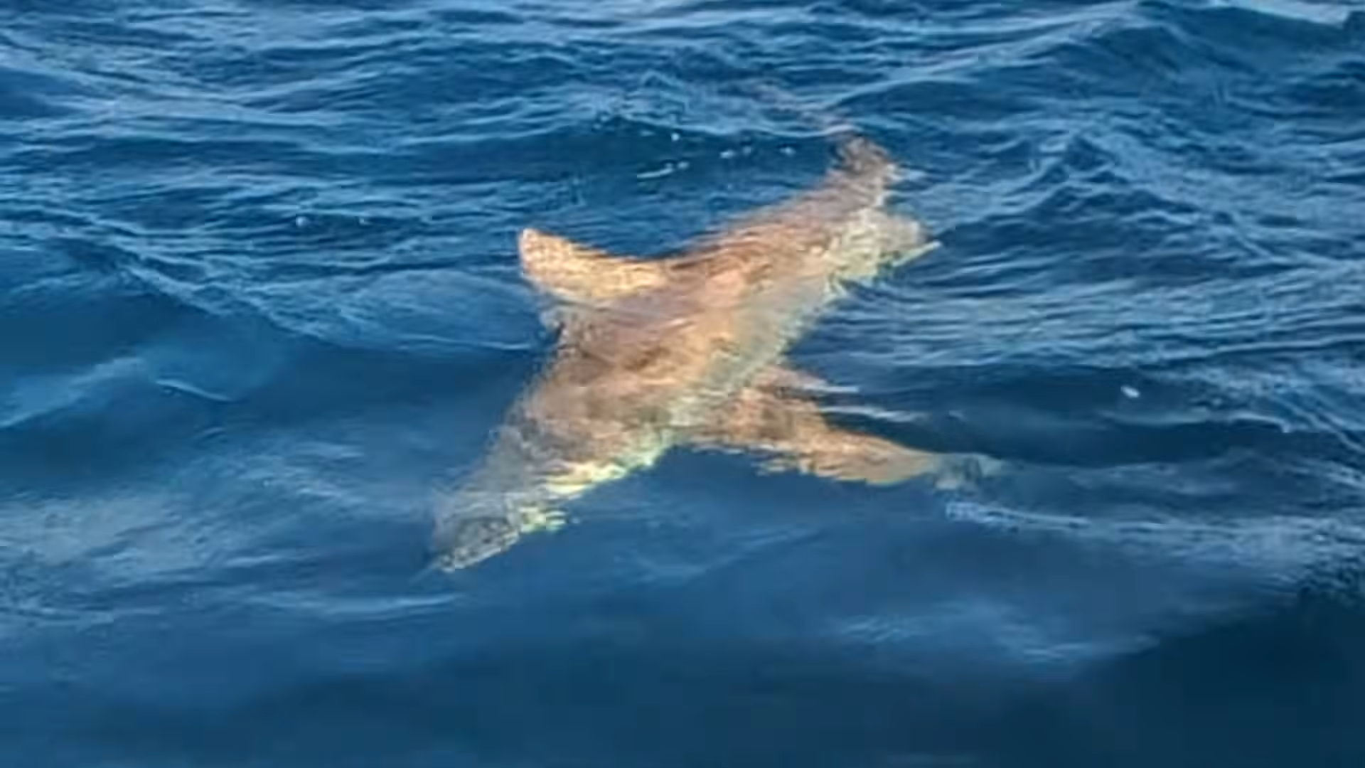 Shark after shark… then the right bite