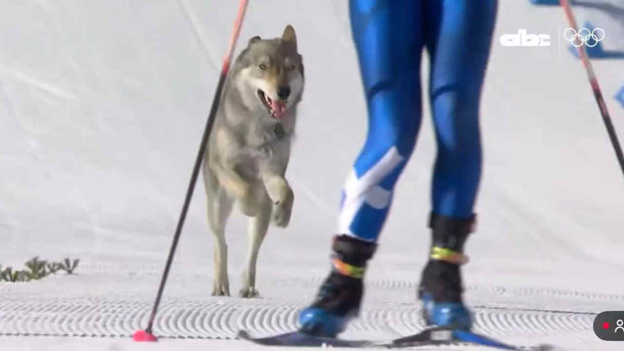 Olimpiadi 2026, un cane ruba la scena: chi è l’husky che entra in pista ...