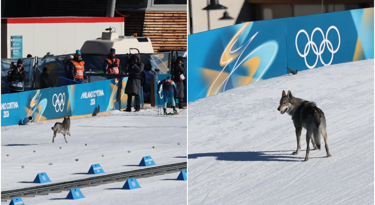 Husky entra nella pista di fondo e taglia il traguardo delle Olimpiadi ...