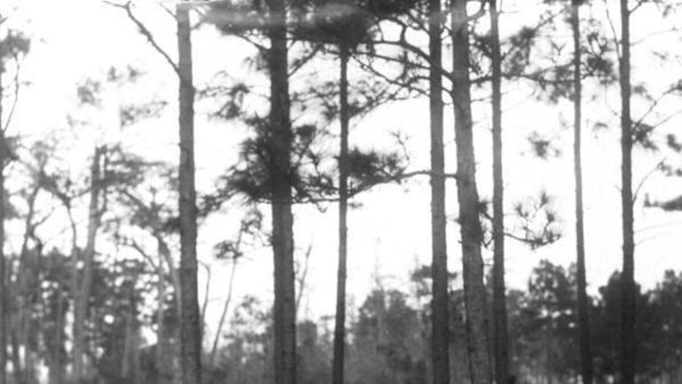How fire, people and history shaped the South’s iconic longleaf pine ...