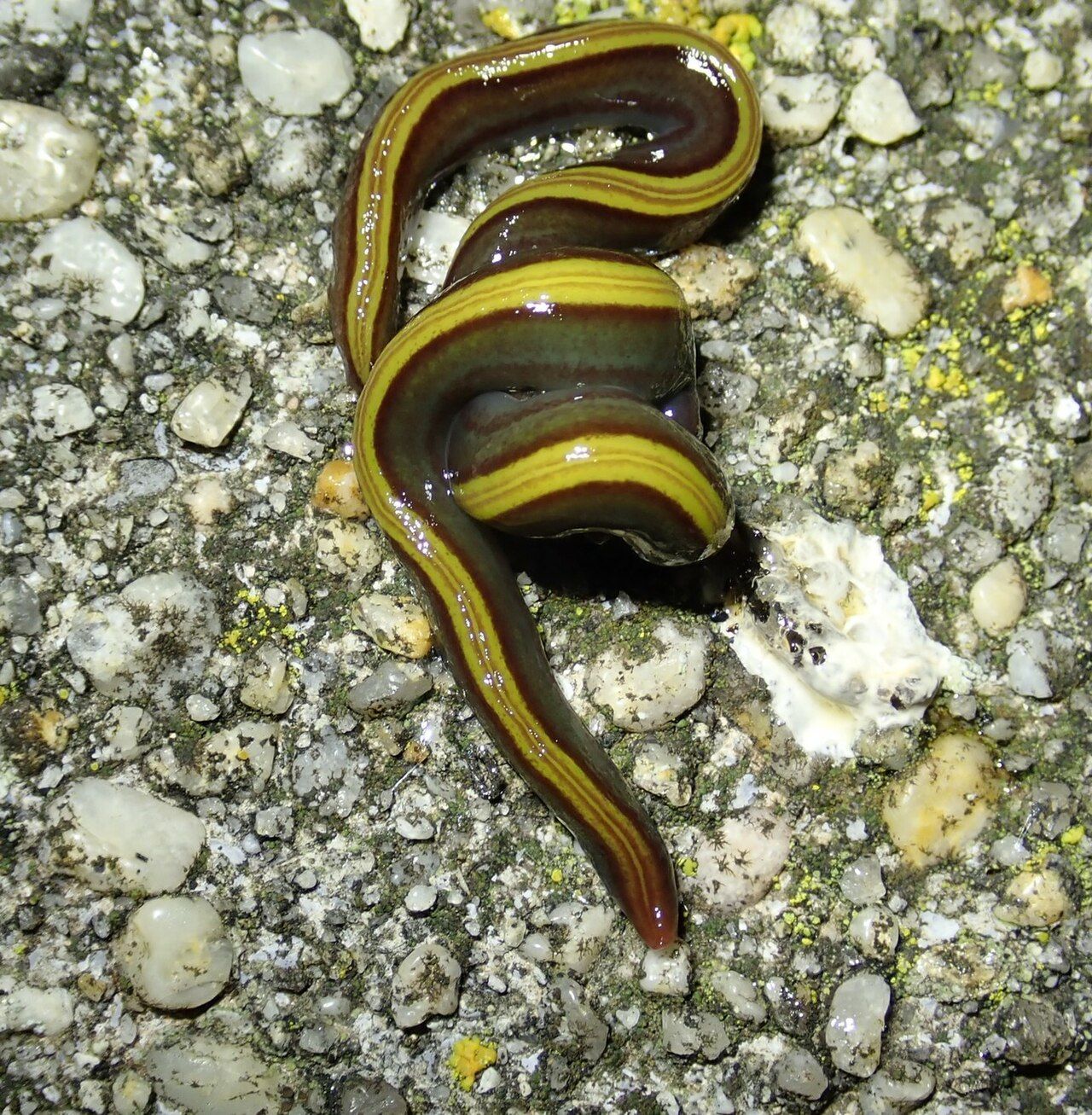 🐛 How dogs and cats lend a paw to an invasive worm