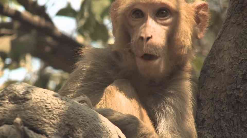 These animals challenge what makes us human - and that’s disturbing
