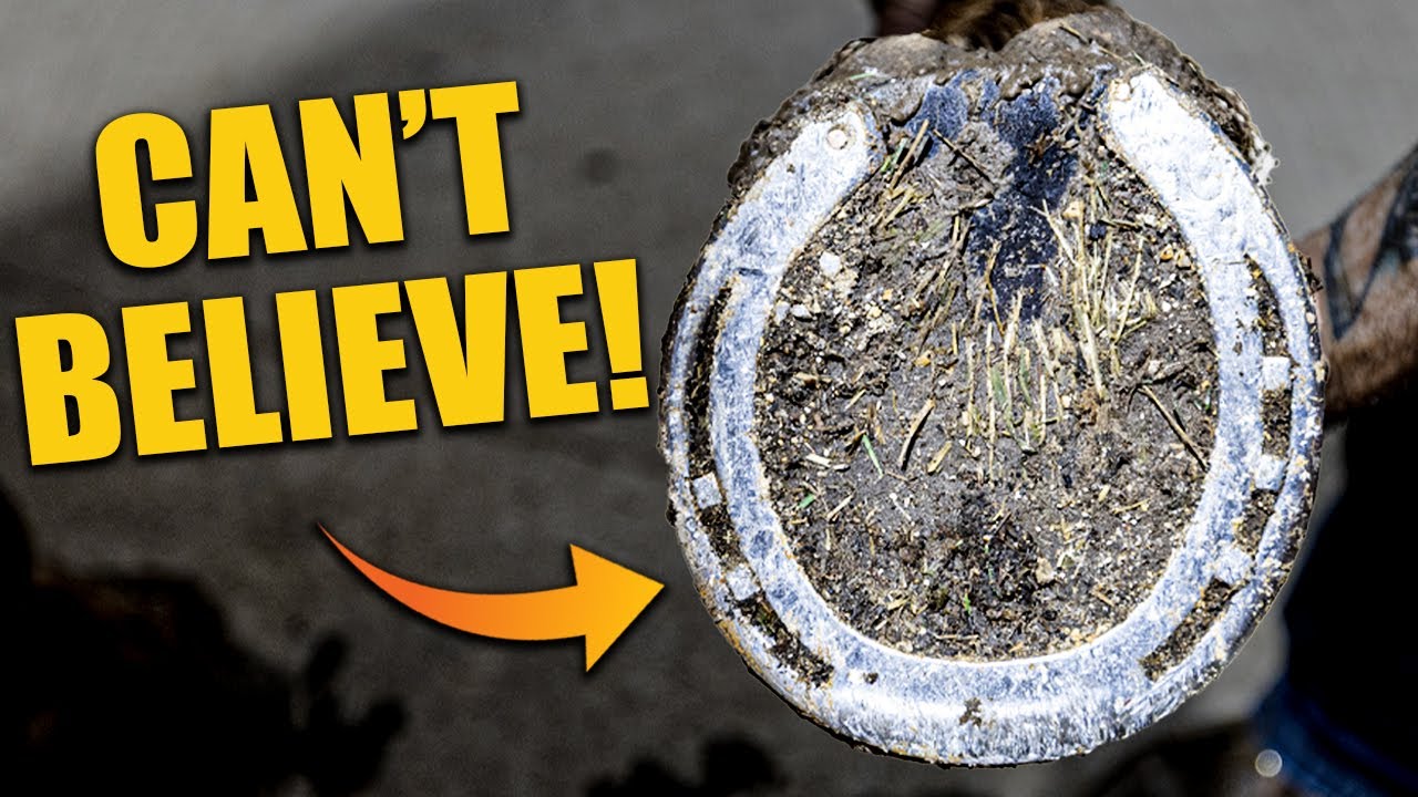 You won’t believe how much my horse changed after the farrier!
