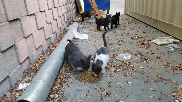 Feral v. community cats - Dallas to rewrite city code to address stray ...