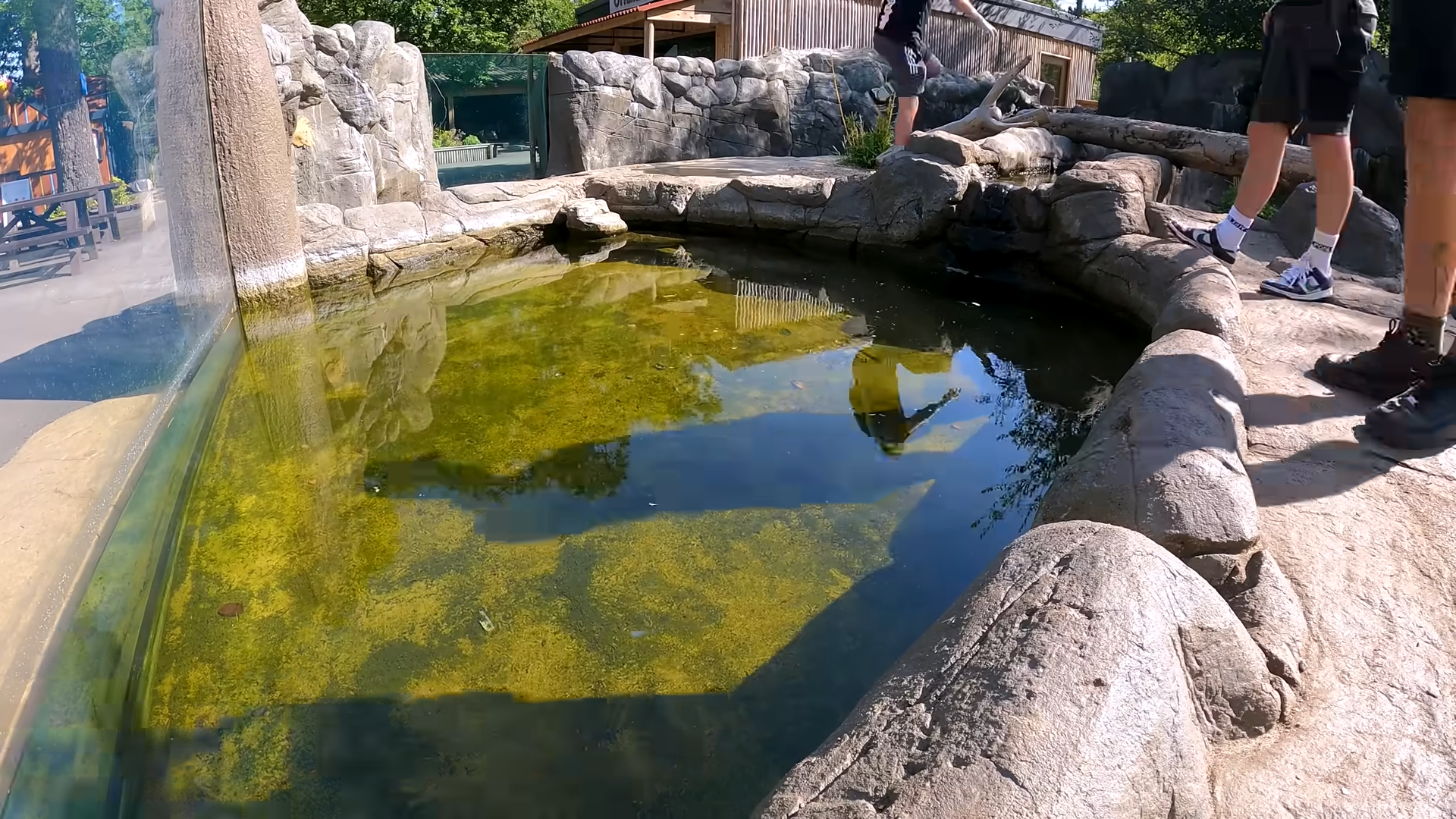 How a zoo pool is cleaned safely around wildlife