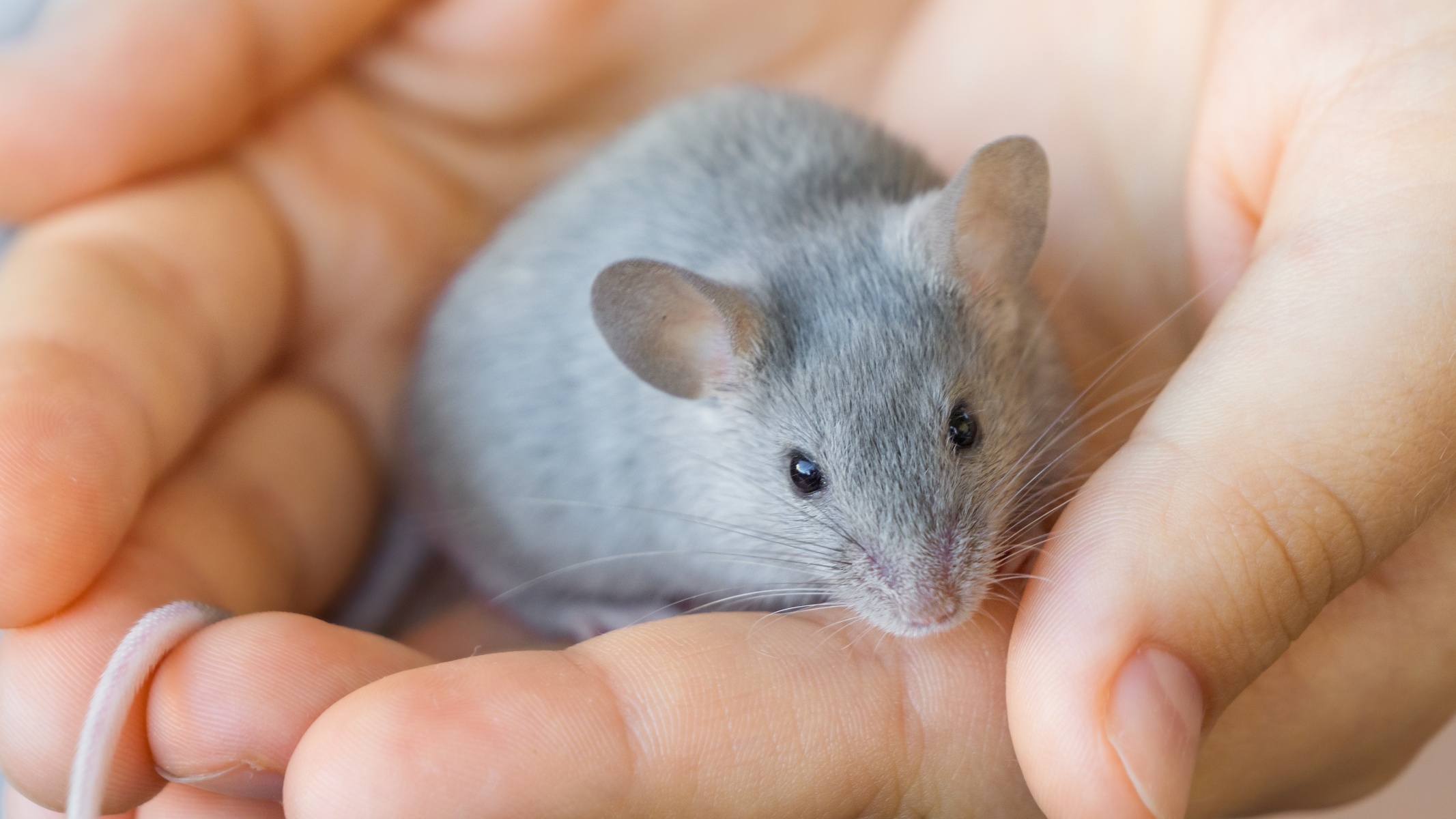 Muizen in huis? Verdrijf ze op deze manier met theezakjes