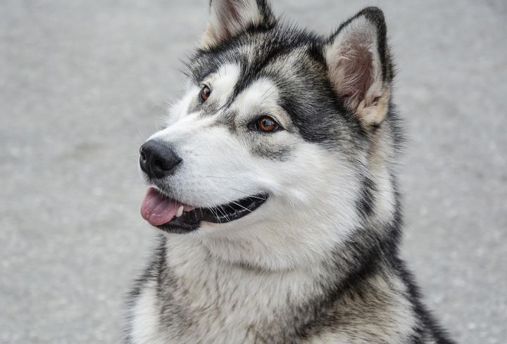 Dogs that fit an adults-only home