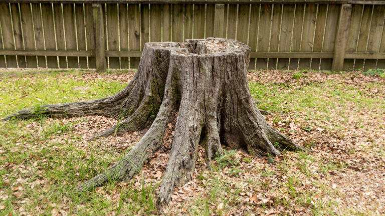 The tree stump removal trick that may be doing more harm than good