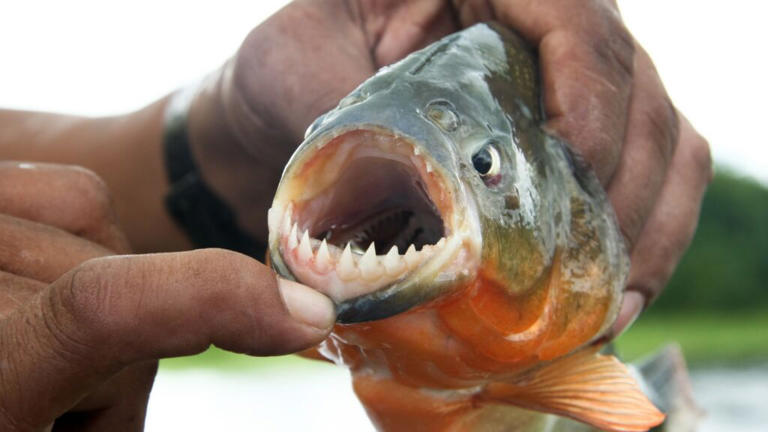 Piranhas attack over 40 swimmers, among them children, after 'warnings ...