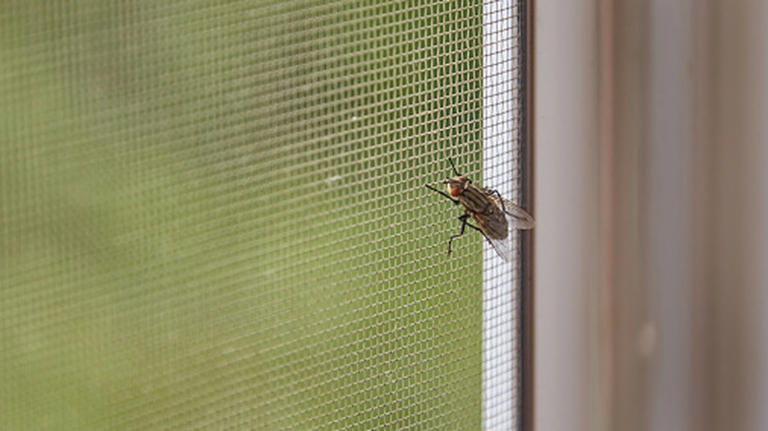 Keep finding dead flies in your home? Here's what you can do