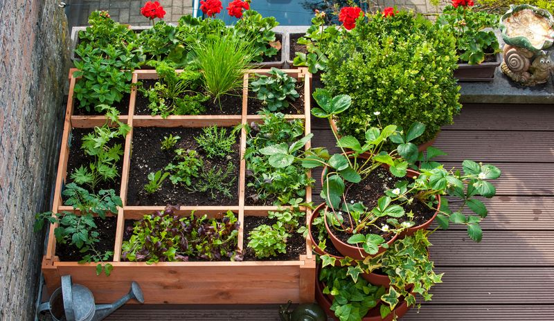 How to start a balcony garden with 12 tips for small space growing