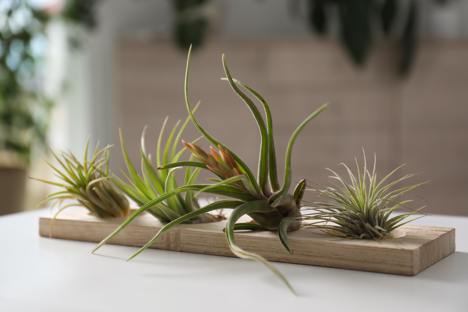 The best air plants for your home