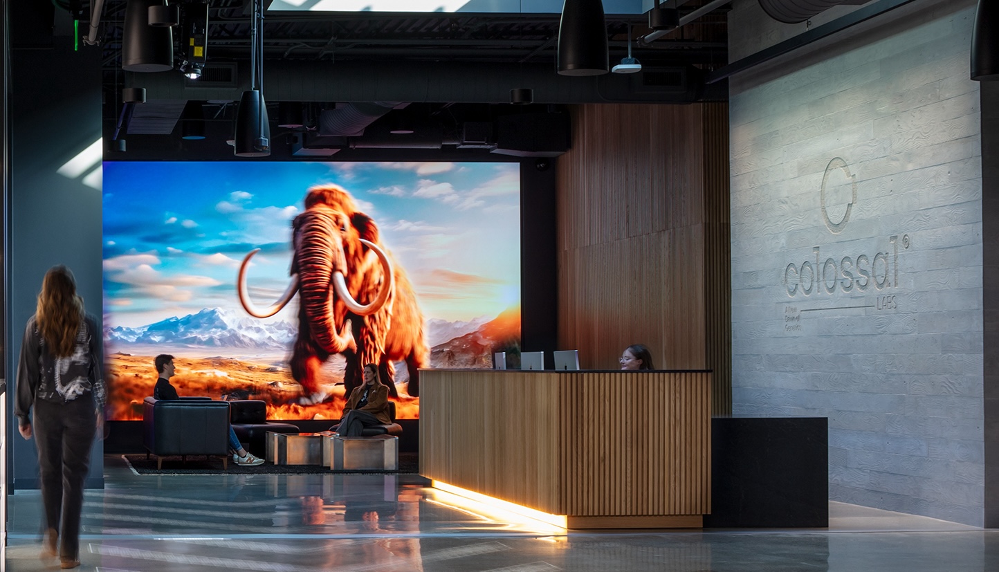 Colossal woolly mammoth ‘on track for 2028’ as perception around de ...