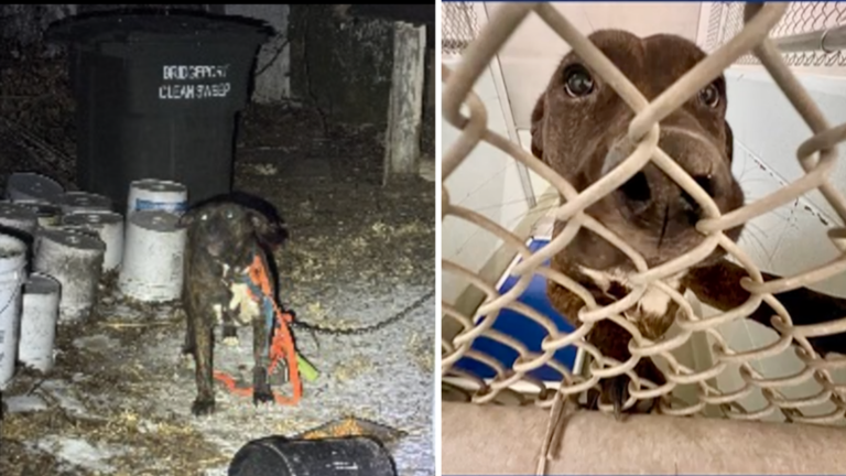 Three dogs left to freeze in subzero temperatures—petition demands ...