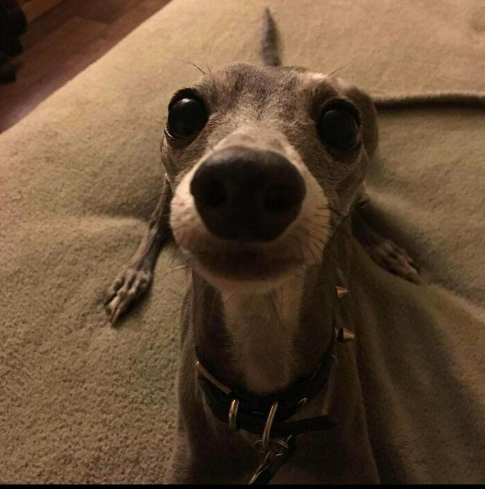 48 funny photos that prove Italian greyhounds are just fancy noodles ...