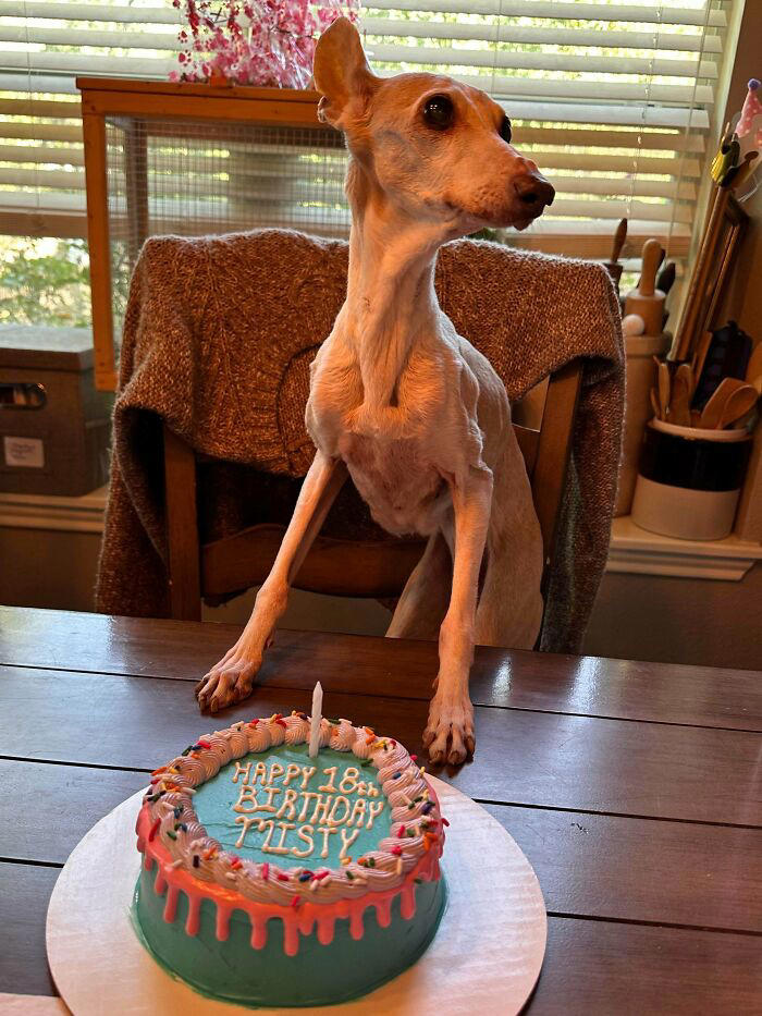 48 funny photos that prove Italian greyhounds are just fancy noodles ...