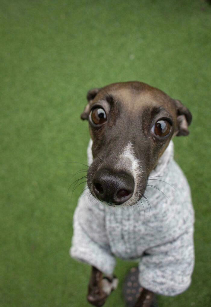 48 funny photos that prove Italian greyhounds are just fancy noodles ...