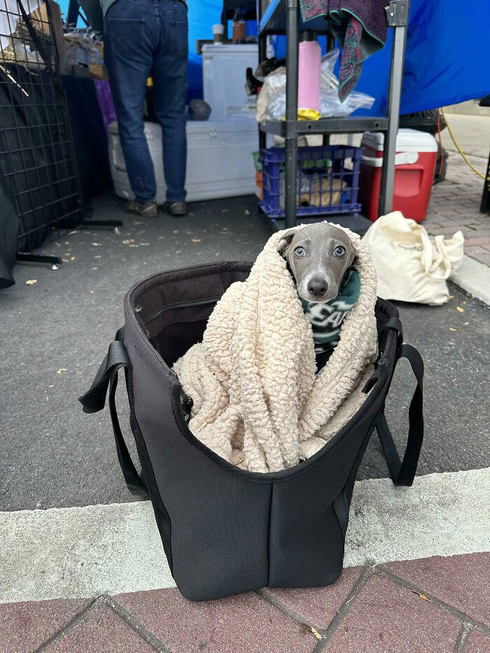 48 funny photos that prove Italian greyhounds are just fancy noodles ...