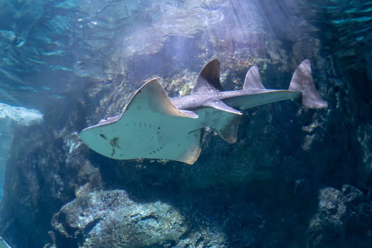 16 fish that look like sharks, but aren’t