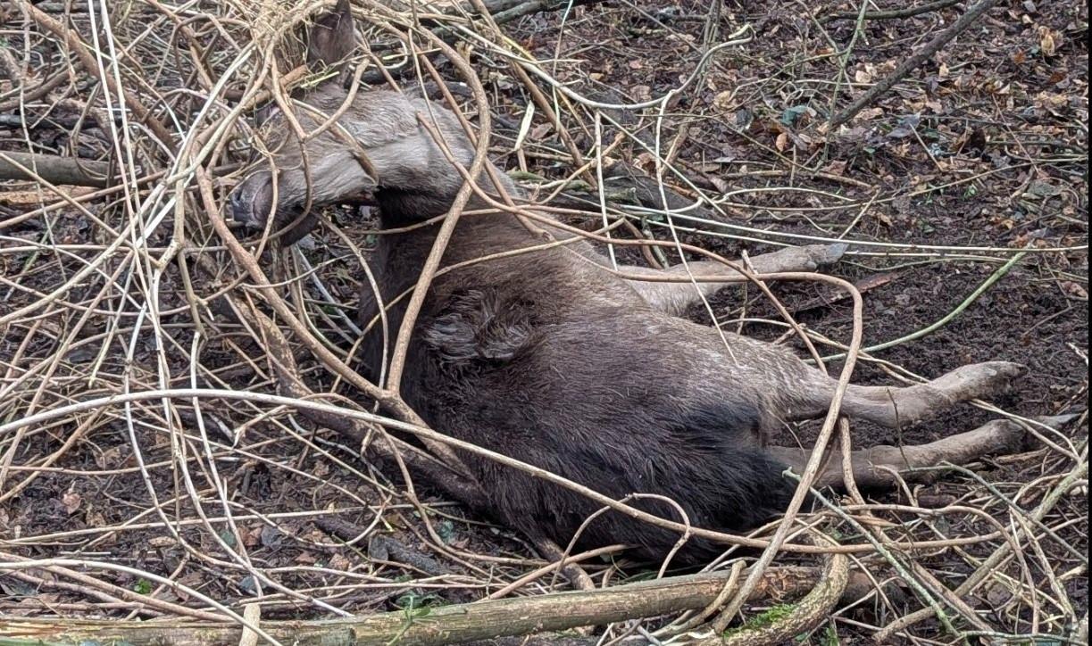 Drama in West Sussex village as RSPCA rescues deer trapped under vines