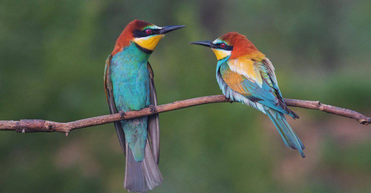 10 of the most beautiful birds in the world, ranked