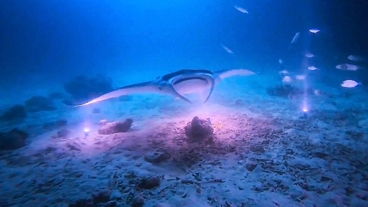 Manta ray glides into glowing flashlight circle in Maldives night dive