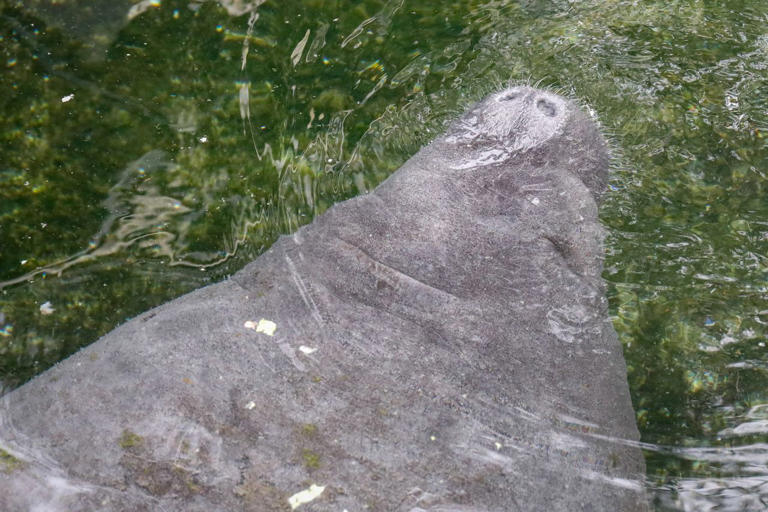 71-year-old Romeo the 'gentle giant' earns oldest living manatee world ...