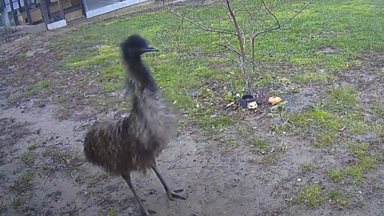 Ostrich emu, fox and their mistress play catch-up