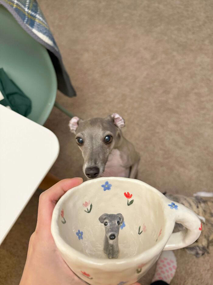 48 funny photos that prove Italian greyhounds are just fancy noodles ...