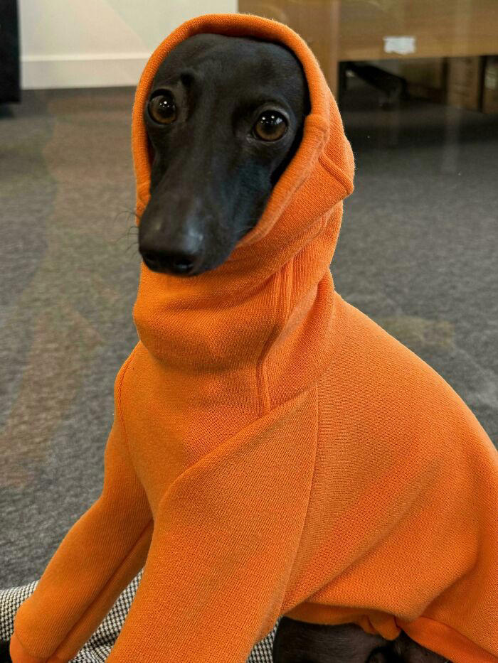 48 funny photos that prove Italian greyhounds are just fancy noodles ...