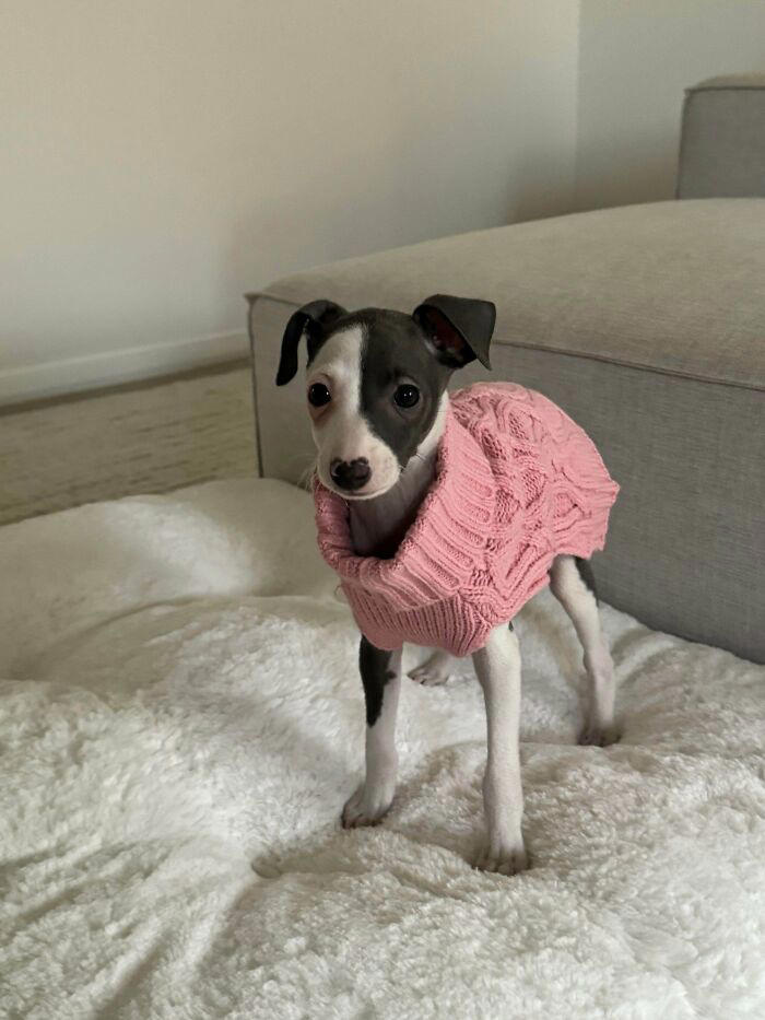 48 funny photos that prove Italian greyhounds are just fancy noodles ...