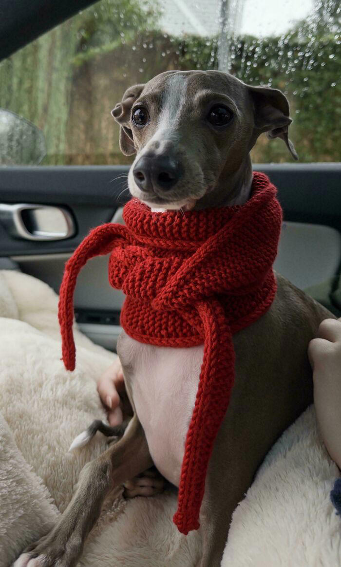 48 funny photos that prove Italian greyhounds are just fancy noodles ...