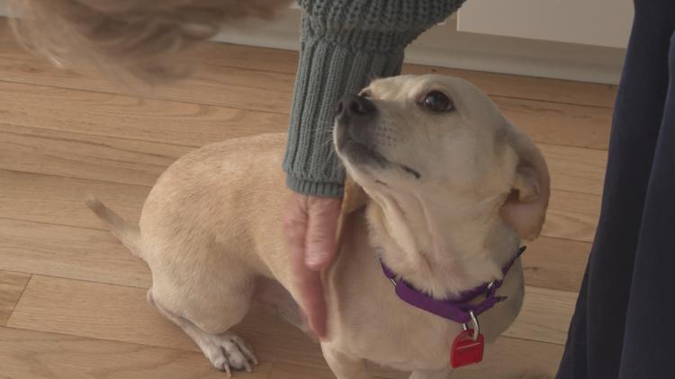 Cleveland APL program helps pet owners in crisis keep their best ...