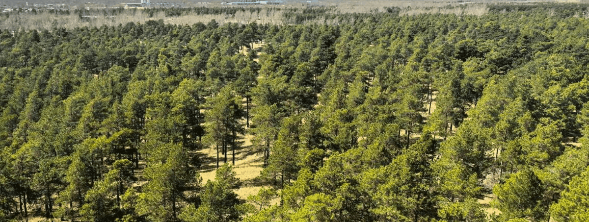 China's 3,046-kilometer Great Green Wall has transformed its largest ...