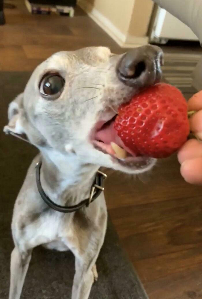 48 funny photos that prove Italian greyhounds are just fancy noodles ...