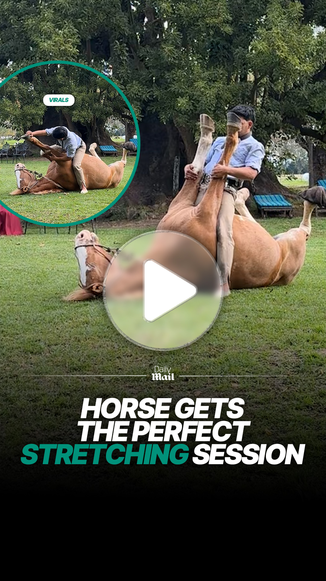 Horse enjoys relaxing stretching session