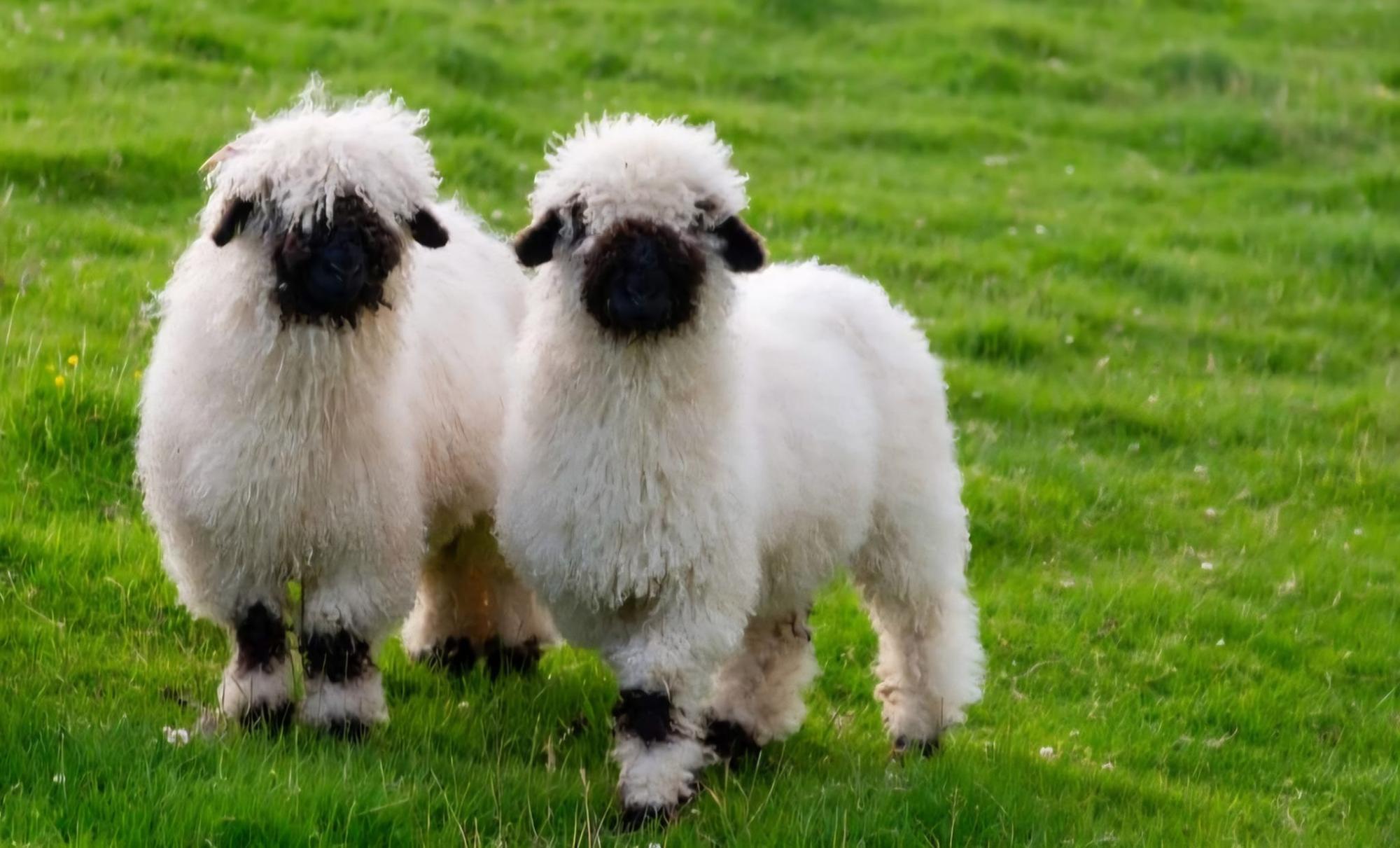 Watch: ‘They are hardier than people think’ - Valais Blacknose breeder ...