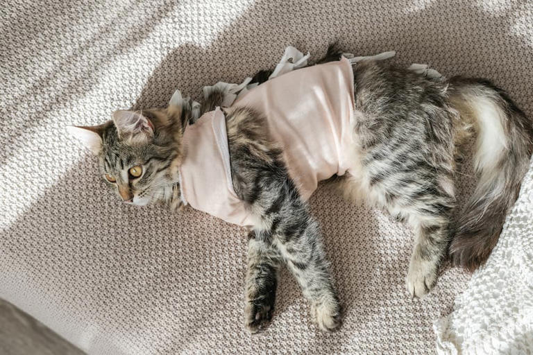 Cat bladder stone surgery: Cost and what to expect