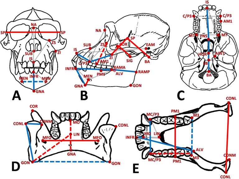 Why do humans have chins? They might be an evolutionary accident, new ...