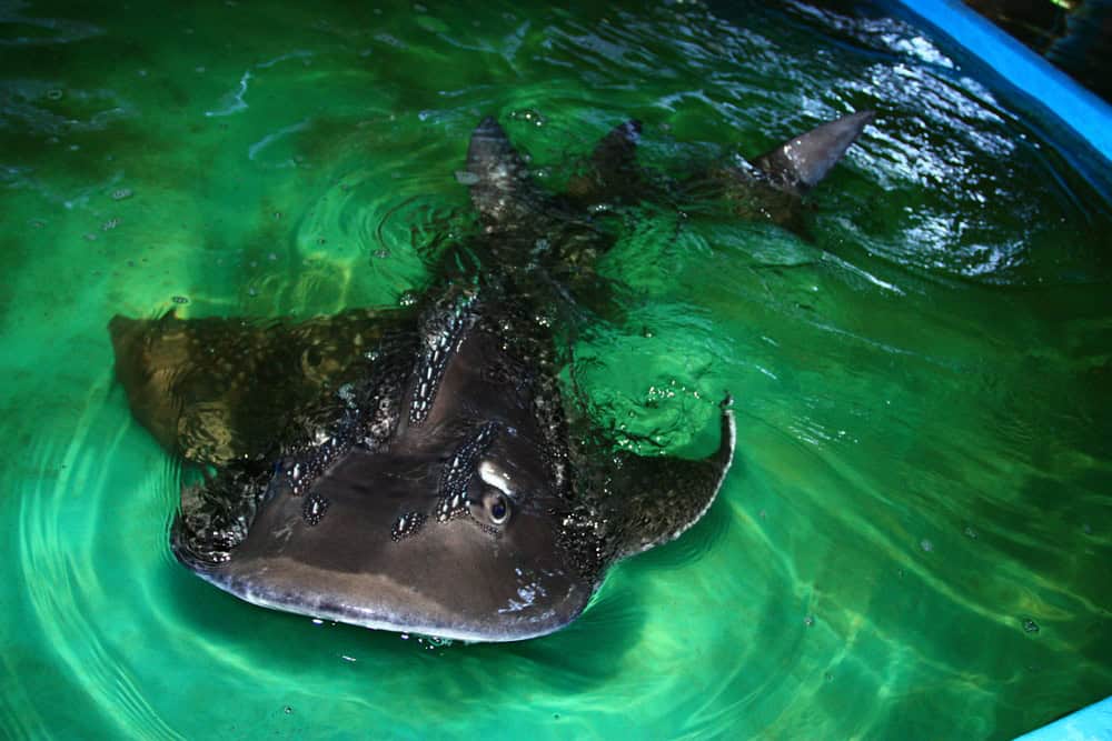 16 fish that look like sharks, but aren’t