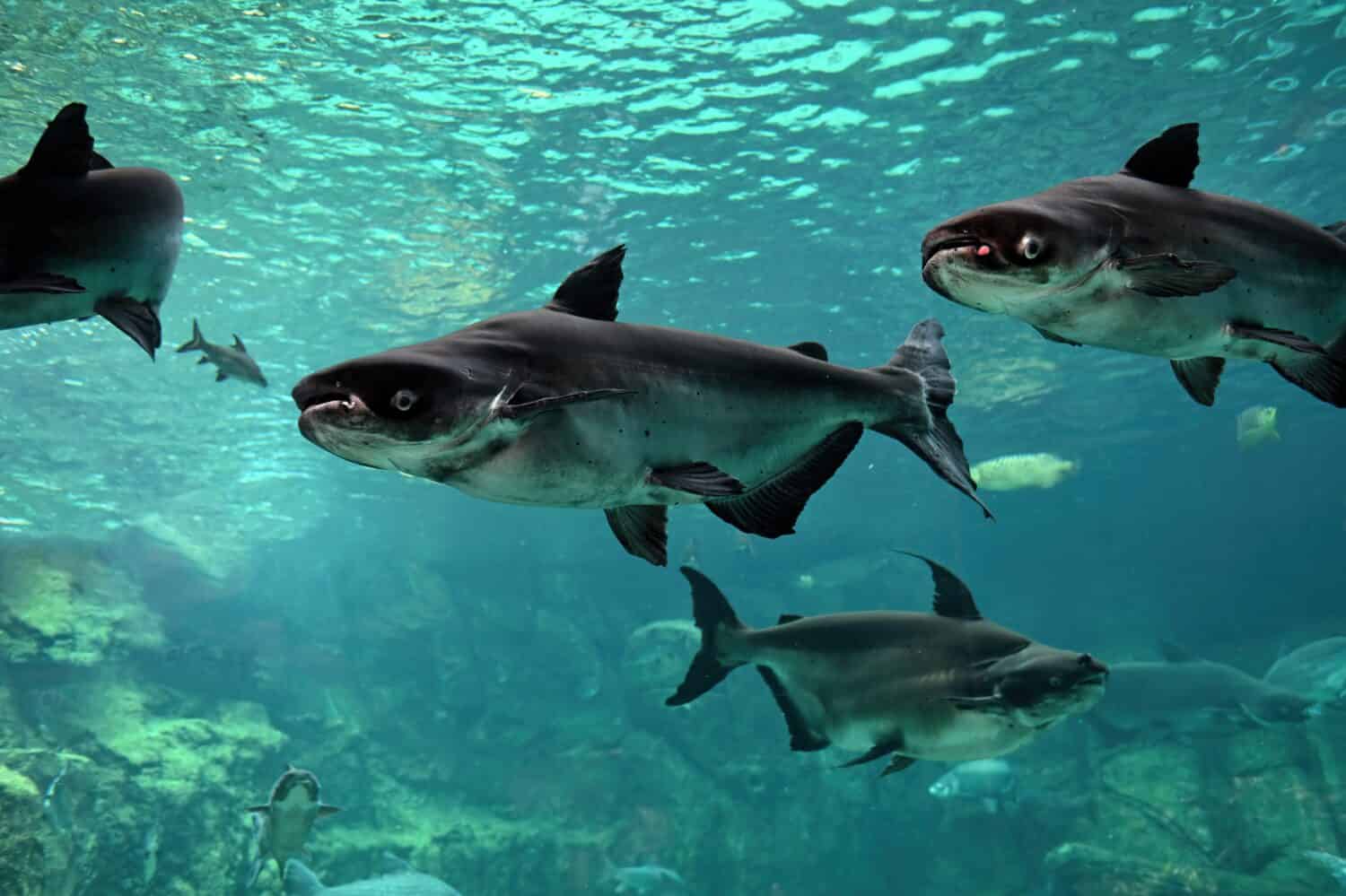 The largest catfish ever caught was twice the size of a sumo wrestler