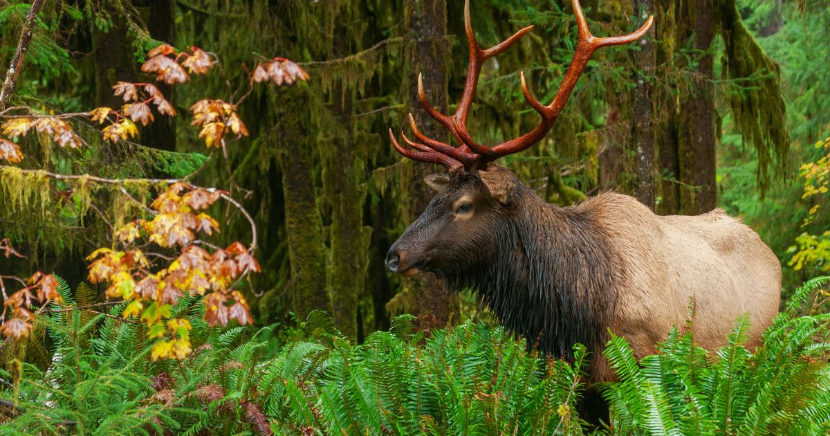 17 places in America where you can see wild animals roam free